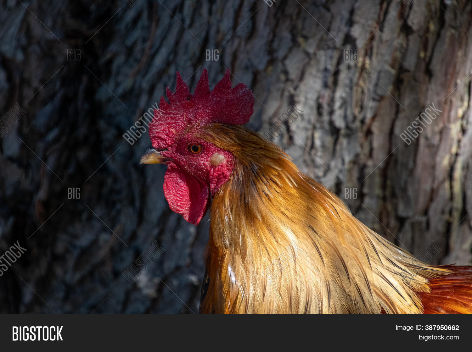 Closeup Rooster Head. Image & Photo (Free Trial) | Bigstock