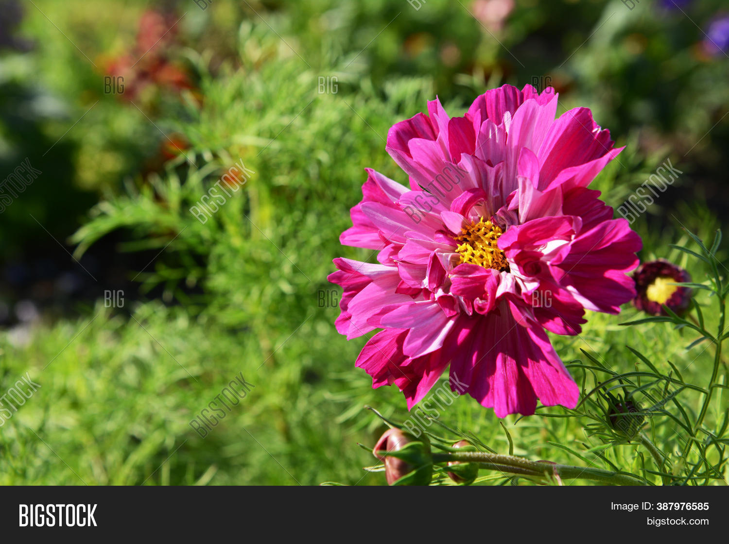 Pink Magenta Double Image & Photo (Free Trial) | Bigstock