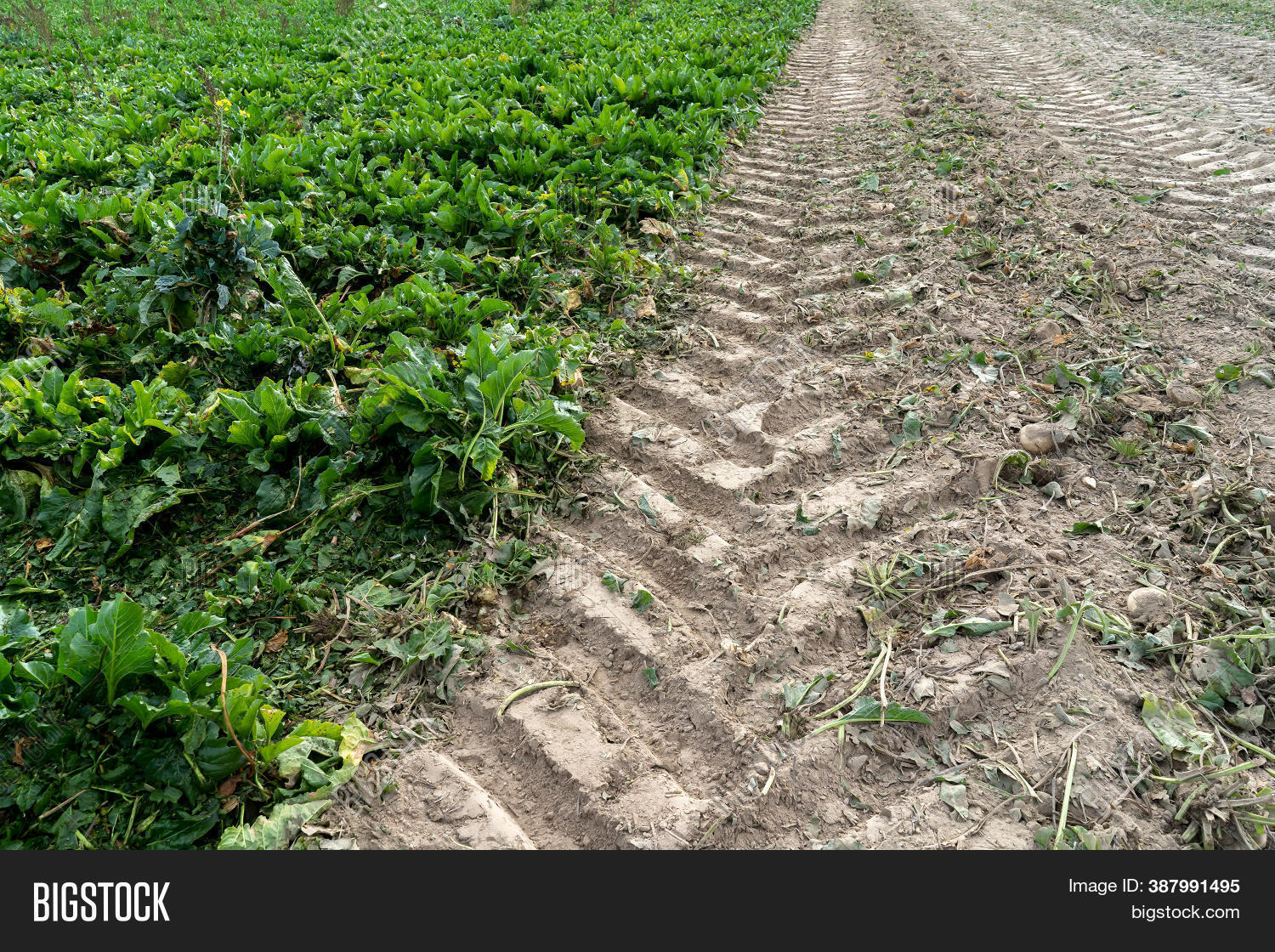 Track Tractor Tread Image & Photo (Free Trial) | Bigstock