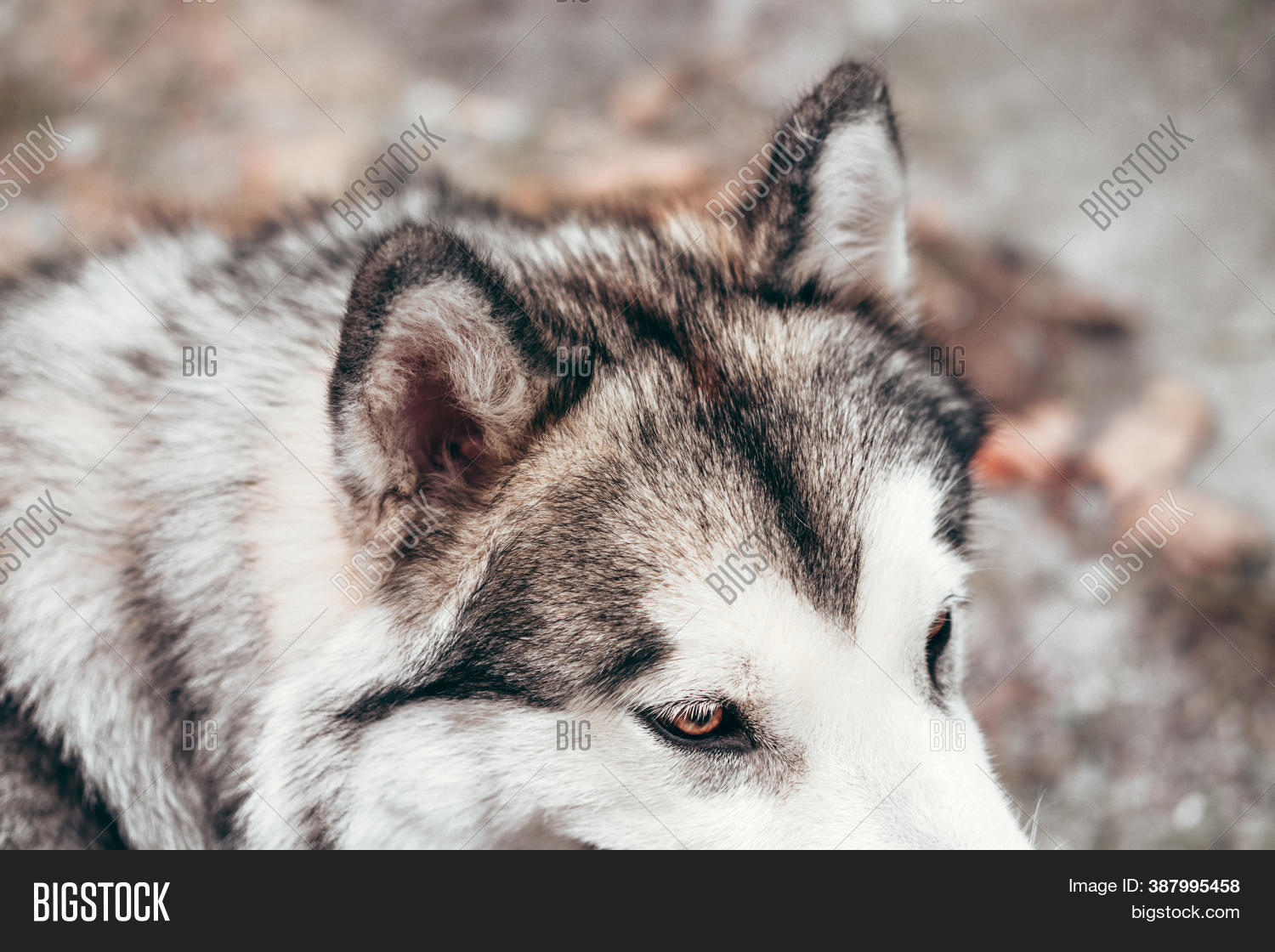 Female Malamute Image & Photo (Free Trial) | Bigstock