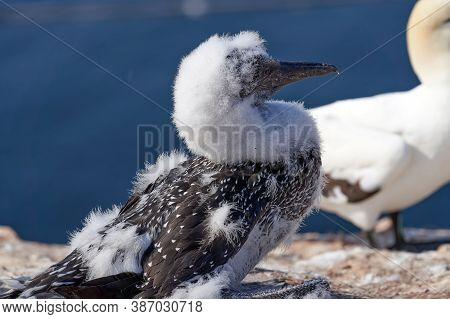 Close- Young Northern Image & Photo (Free Trial) | Bigstock
