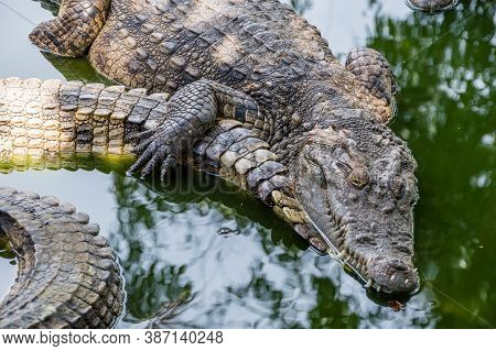 Crocodiles Grouped Image & Photo (Free Trial) | Bigstock