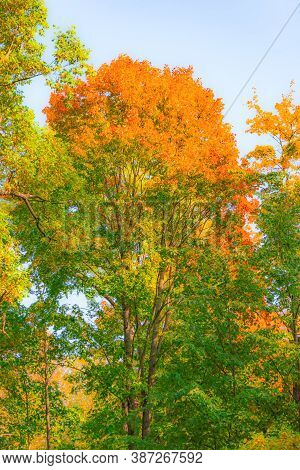 Tall Maple Tree Autumn Image & Photo (Free Trial) | Bigstock