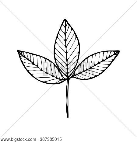 Vector Contour Leaf. Vector & Photo (Free Trial) | Bigstock