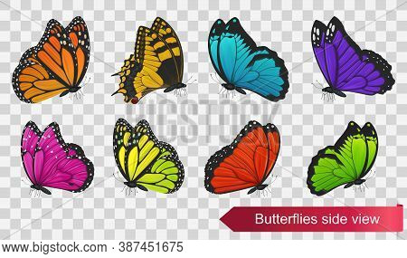Butterflies Side View Vector & Photo (Free Trial) | Bigstock