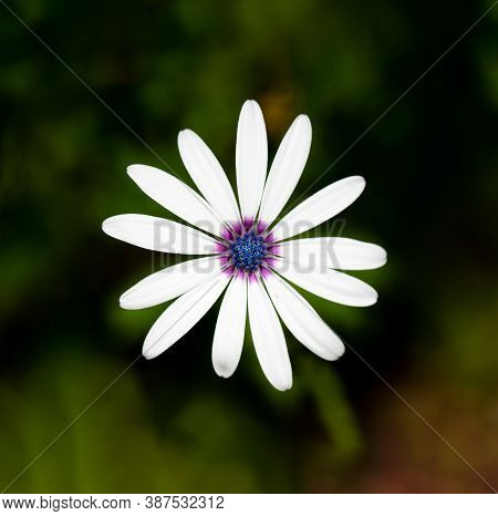 Top View Daisy Against Image & Photo (Free Trial) | Bigstock
