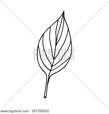 Vector Contour Leaf. Vector & Photo (Free Trial) | Bigstock