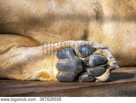 Foot Lion's Hind Paw Image & Photo (Free Trial) | Bigstock