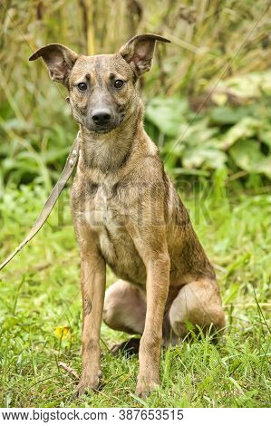 Brown Dog, Ears On Image & Photo (Free Trial) | Bigstock