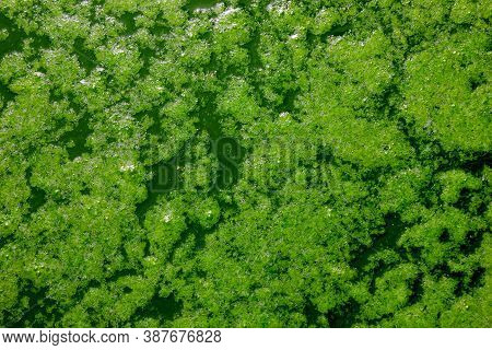 Patterns Green Algae Image & Photo (Free Trial) | Bigstock