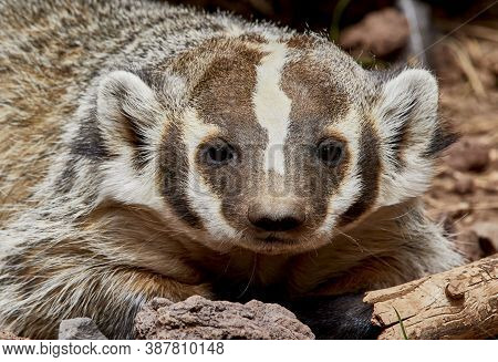 Badger Images, Illustrations & Vectors (Free) - Bigstock