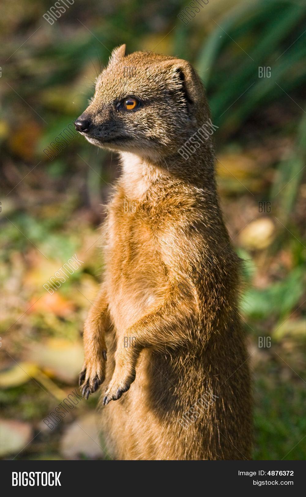 Yellow Mongoose Image & Photo (Free Trial) | Bigstock