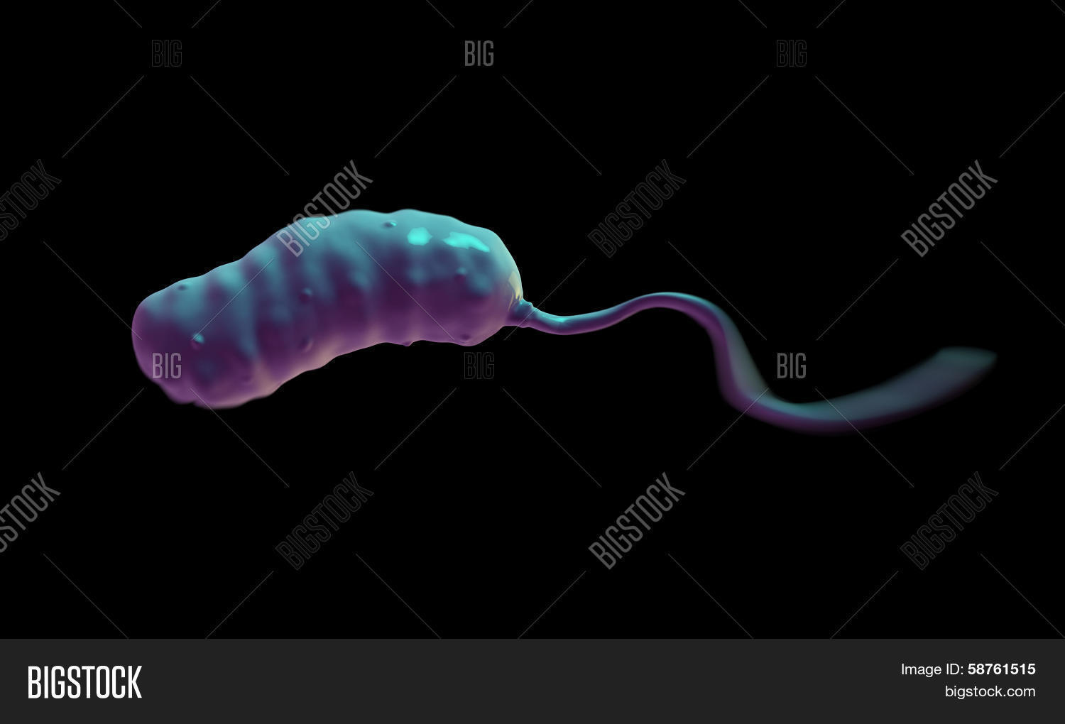 Gram-negative Rod- Image & Photo (Free Trial) | Bigstock