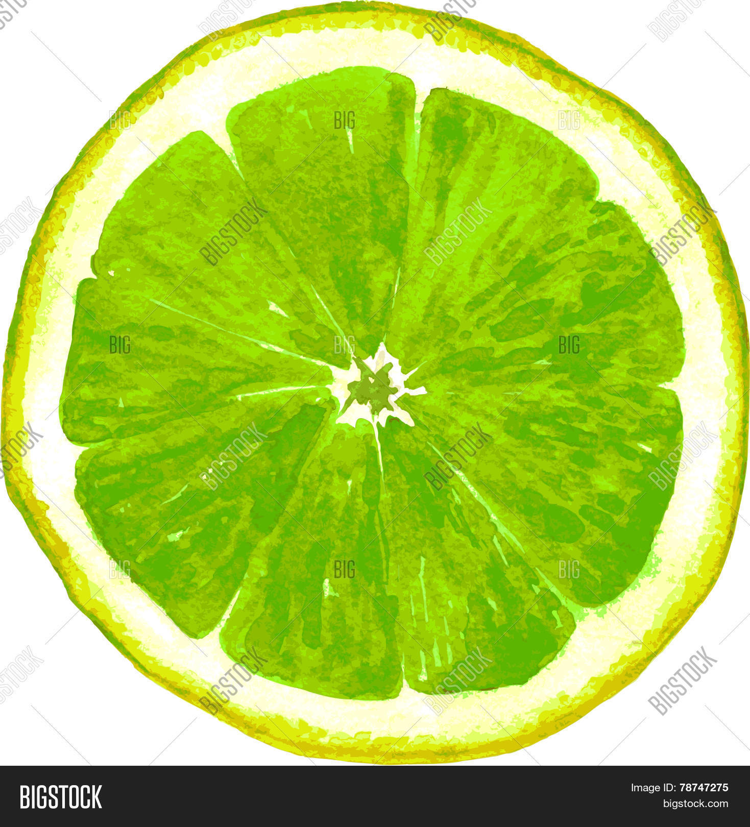 Slice Lime Drawing By Vector & Photo (Free Trial) | Bigstock
