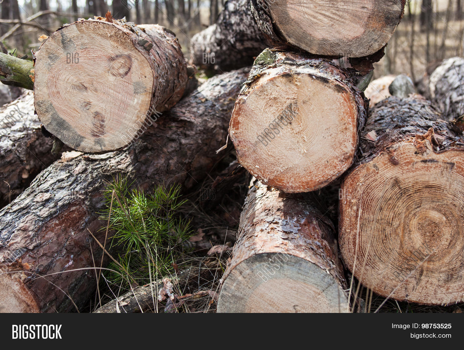 Close Cut Pine Logs Image & Photo (Free Trial) | Bigstock