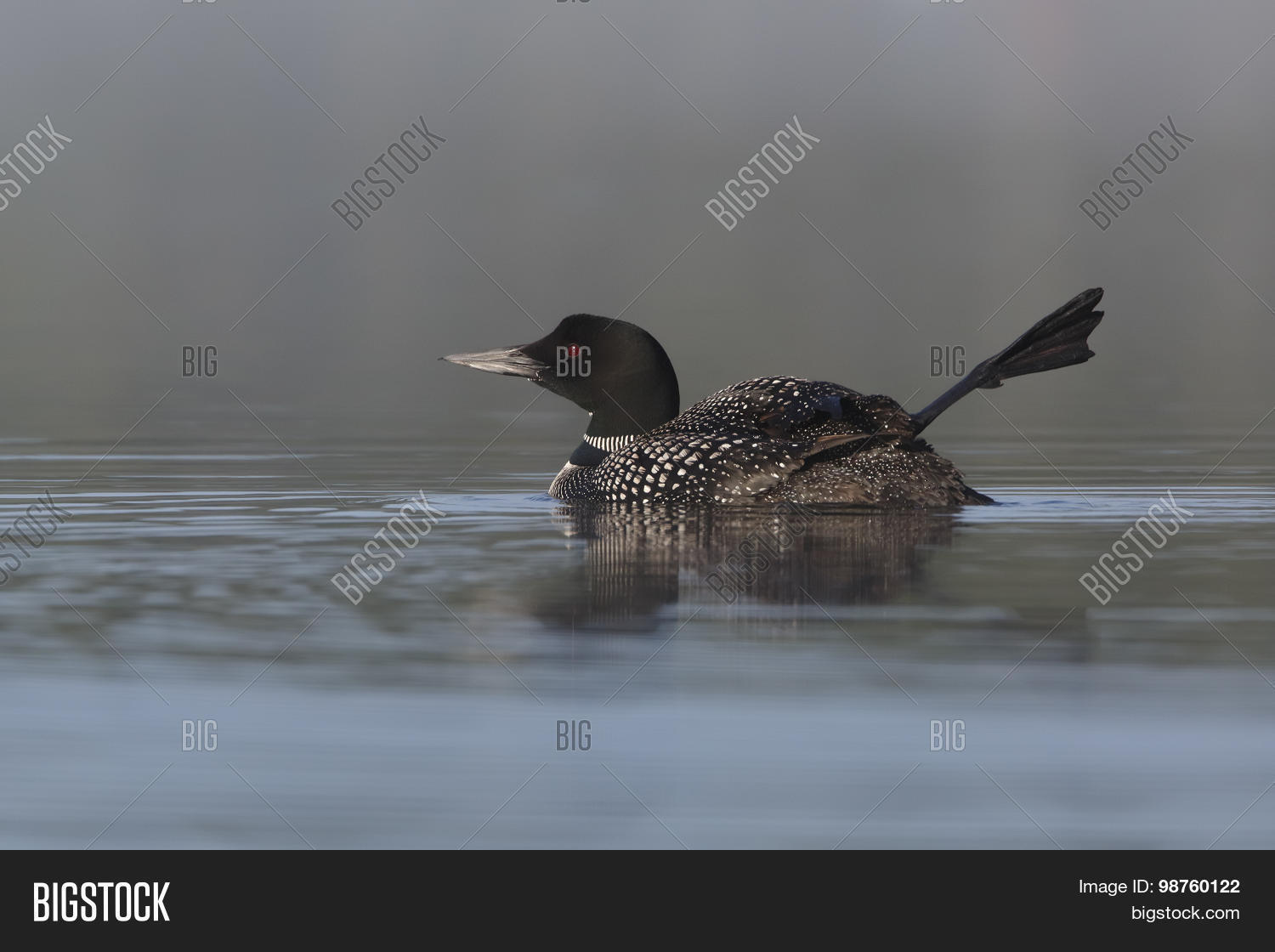 Common Loon Stretching Image & Photo (Free Trial) | Bigstock