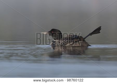 Common Loon Stretching Image & Photo (Free Trial) | Bigstock
