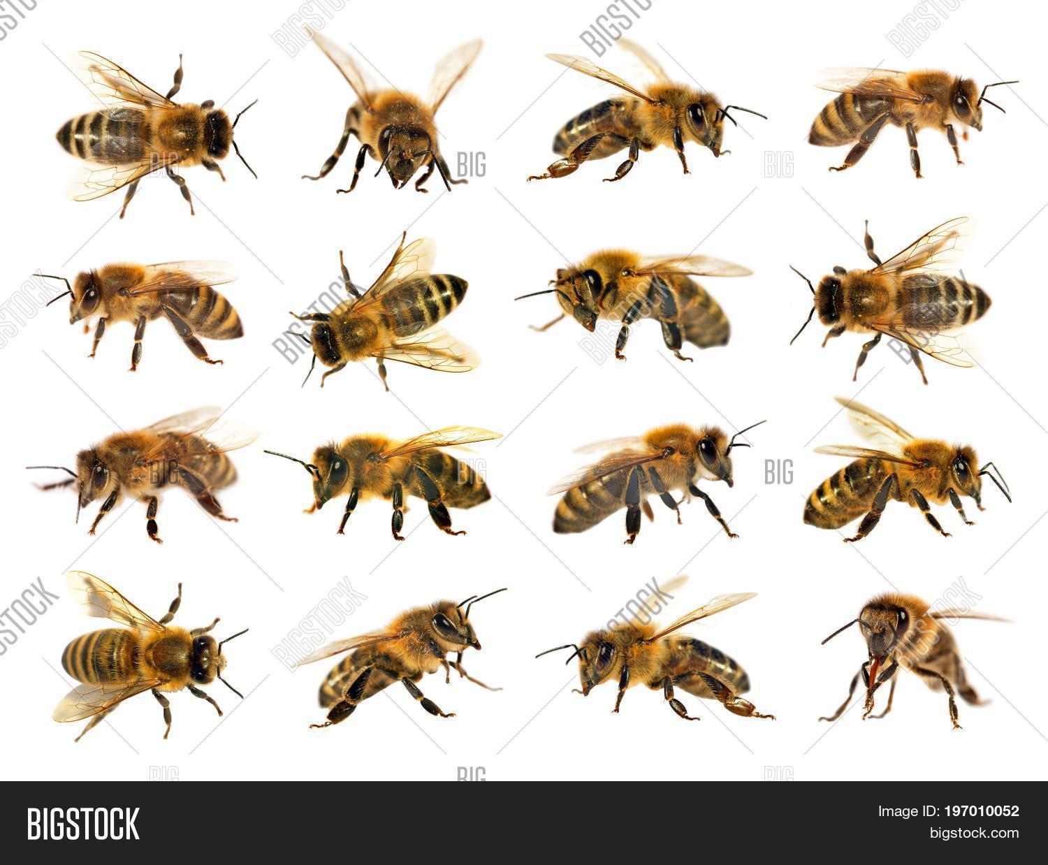 Group Bee Honeybee Image & Photo (Free Trial) | Bigstock