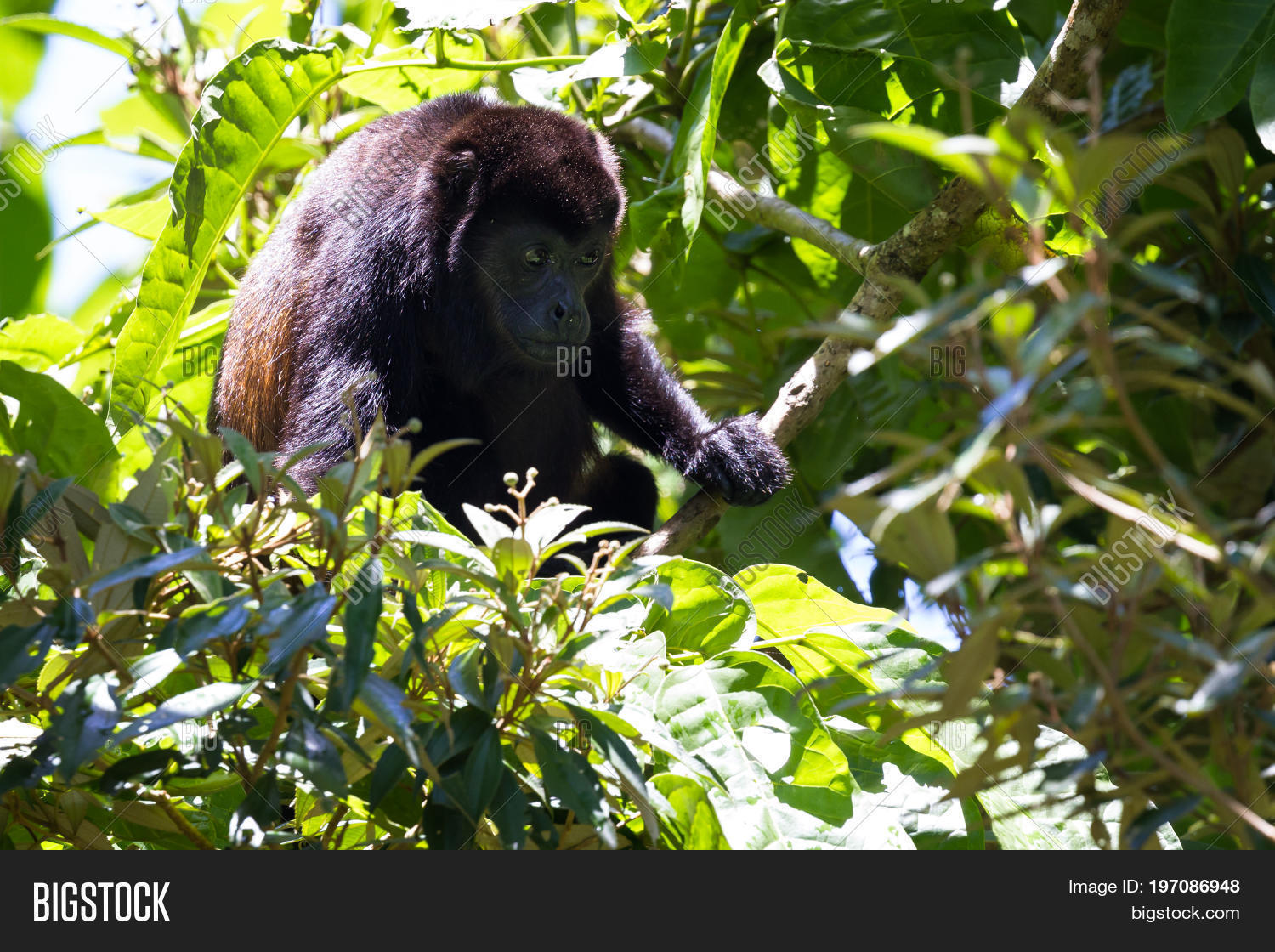 Howler Monkey Trees Image & Photo (Free Trial) | Bigstock