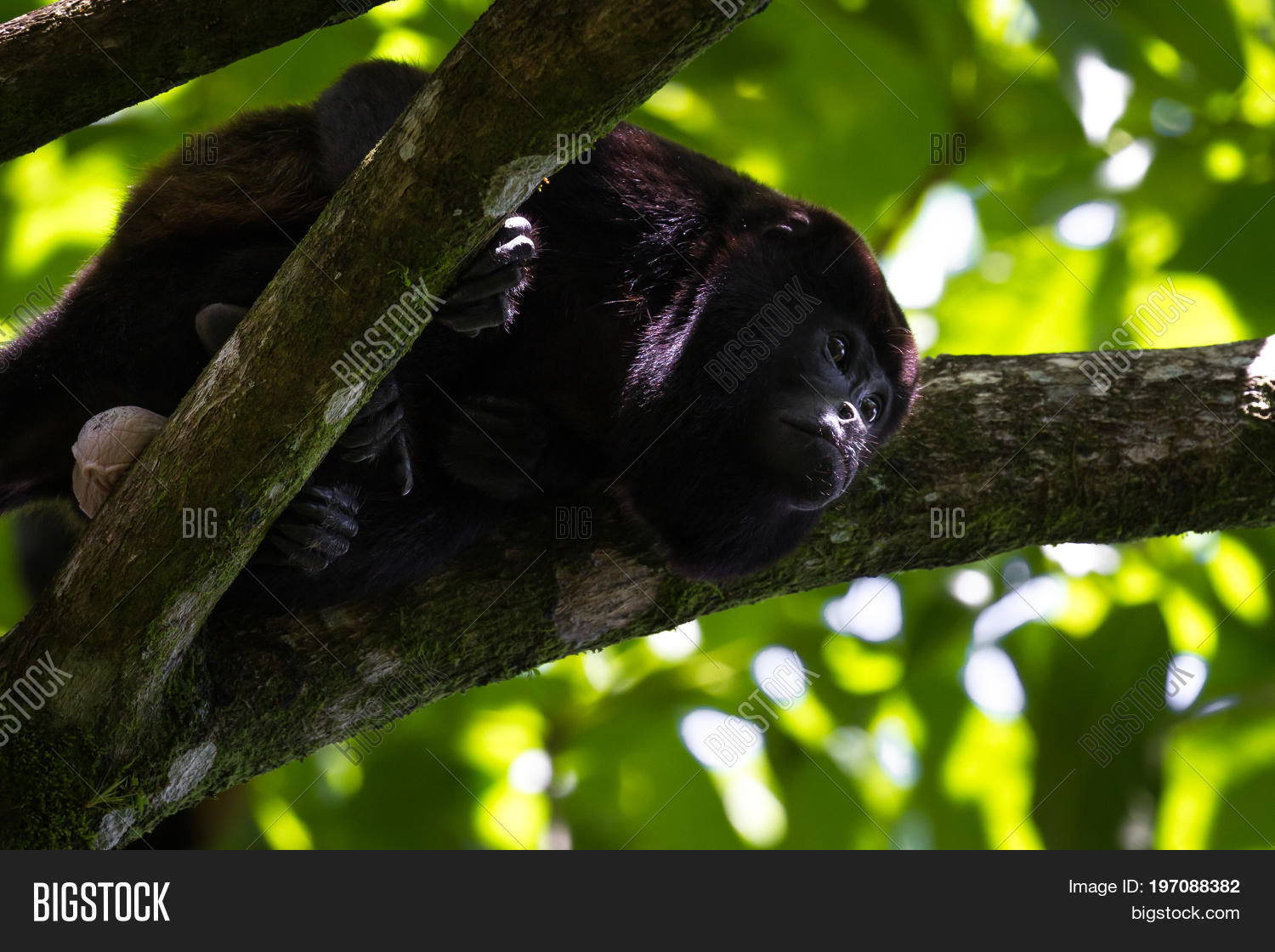 Howler Monkey Trees Image & Photo (Free Trial) | Bigstock
