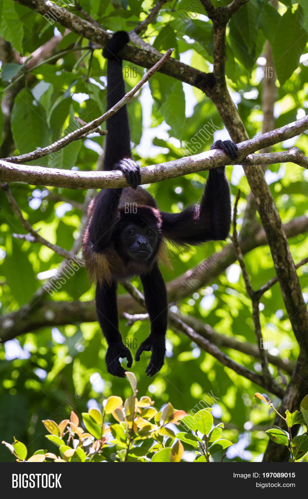 Howler Monkey Trees Image & Photo (Free Trial) | Bigstock