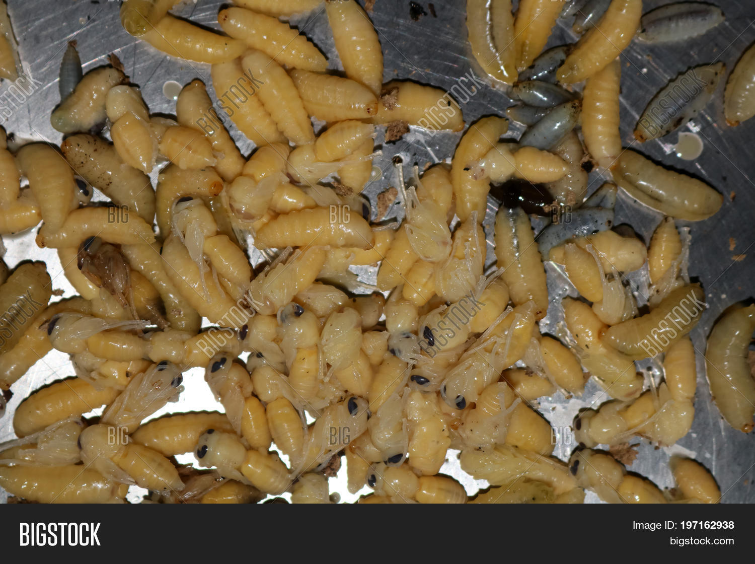 Life Cycle Wasp Larva Image & Photo (Free Trial) | Bigstock