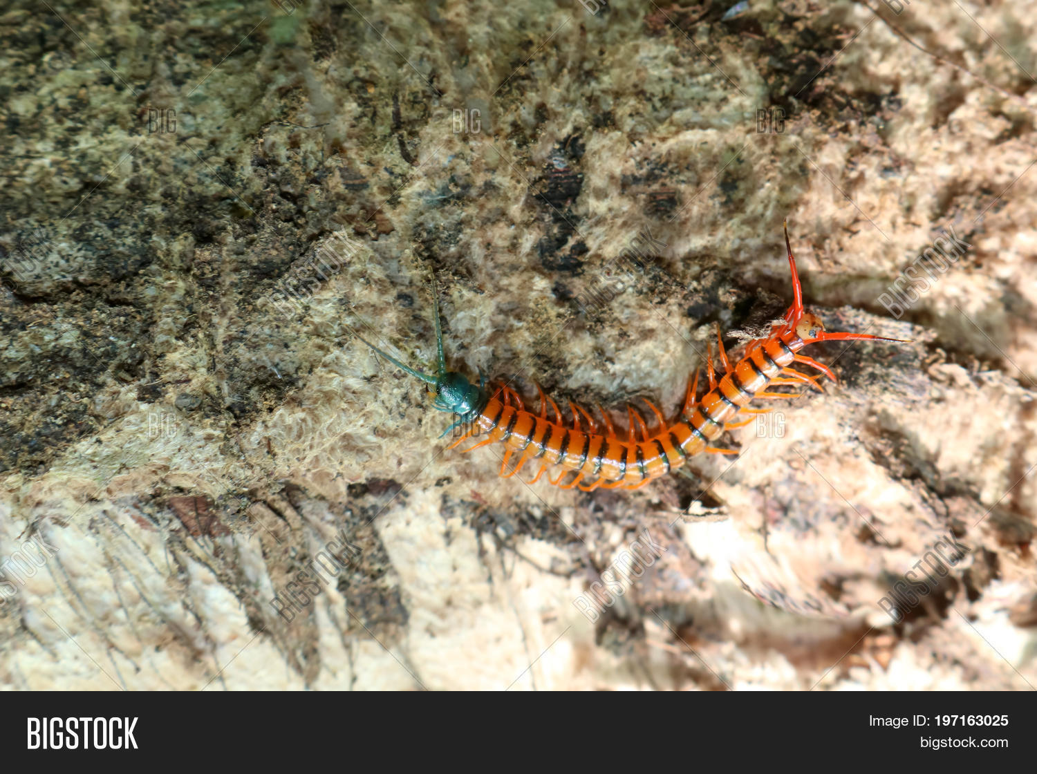 Centipede Beautiful Image & Photo (Free Trial) | Bigstock