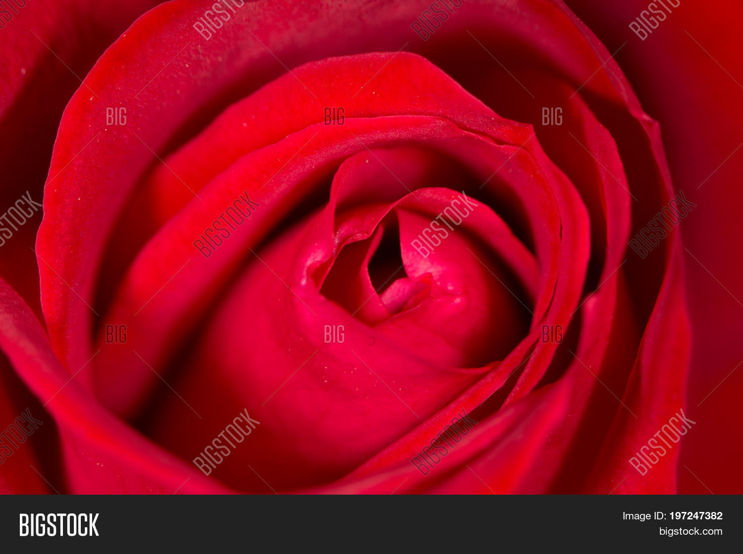 Red Rose Background. Image & Photo (Free Trial) | Bigstock
