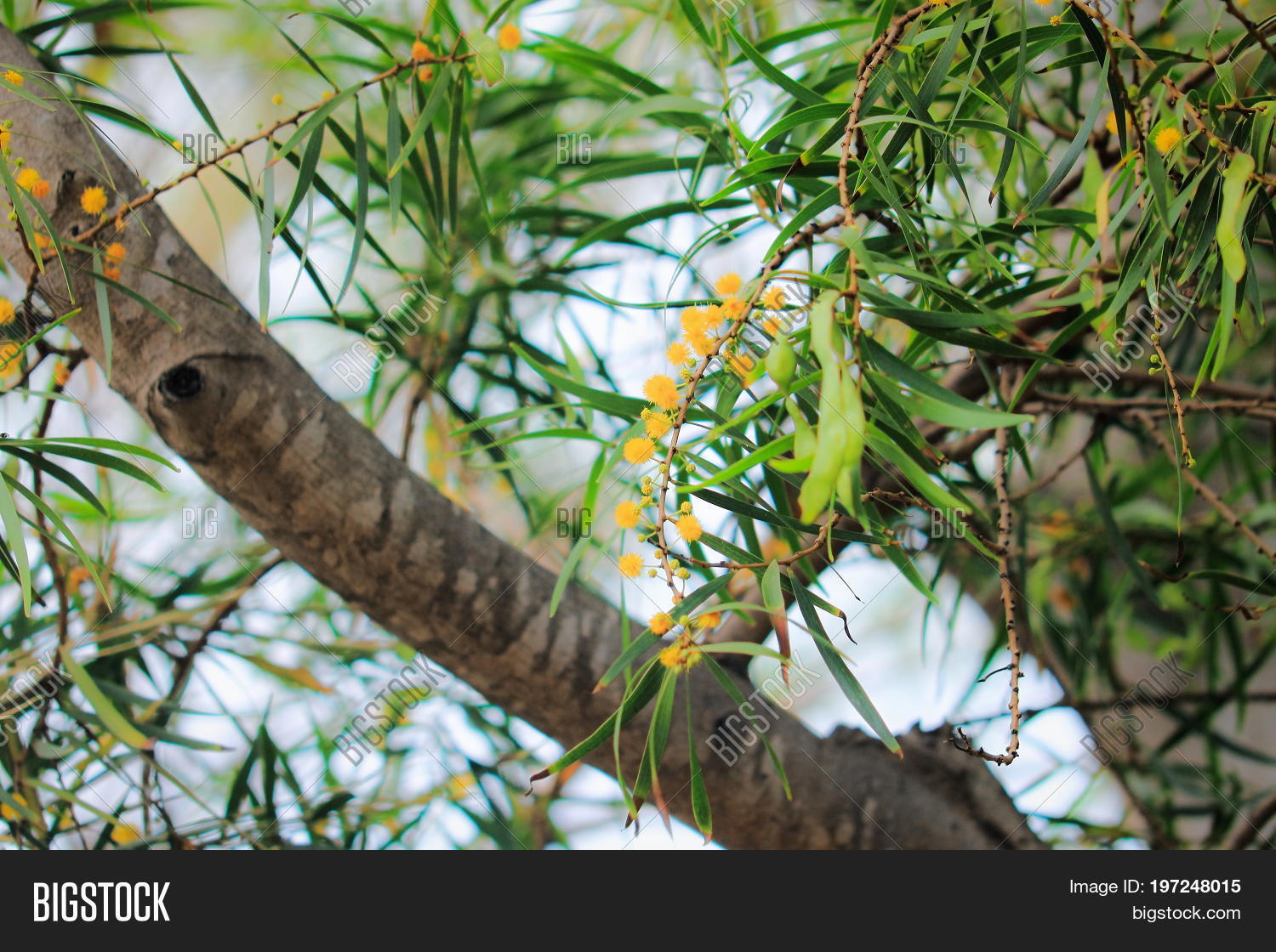 Acacia Confusa Image & Photo (Free Trial) | Bigstock