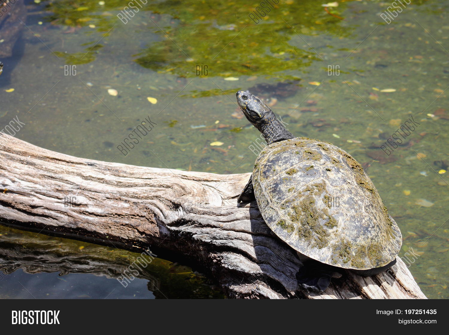 Image Yellow-spotted Image & Photo (Free Trial) | Bigstock