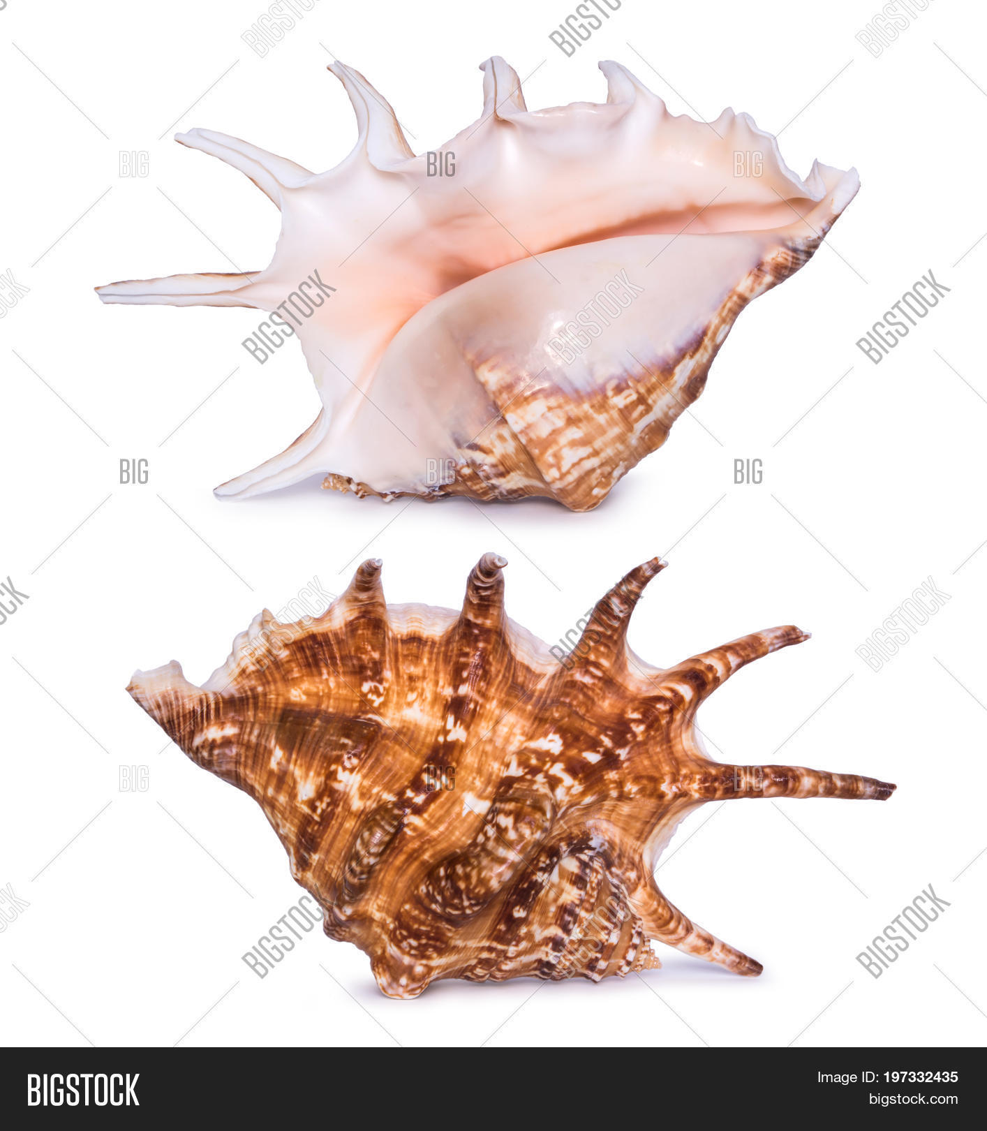 Big Beautiful Seashell Image & Photo (Free Trial) | Bigstock