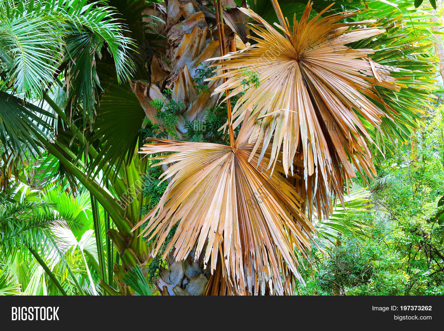 Talipot Palm - 图片和照片（免费试用） | Bigstock