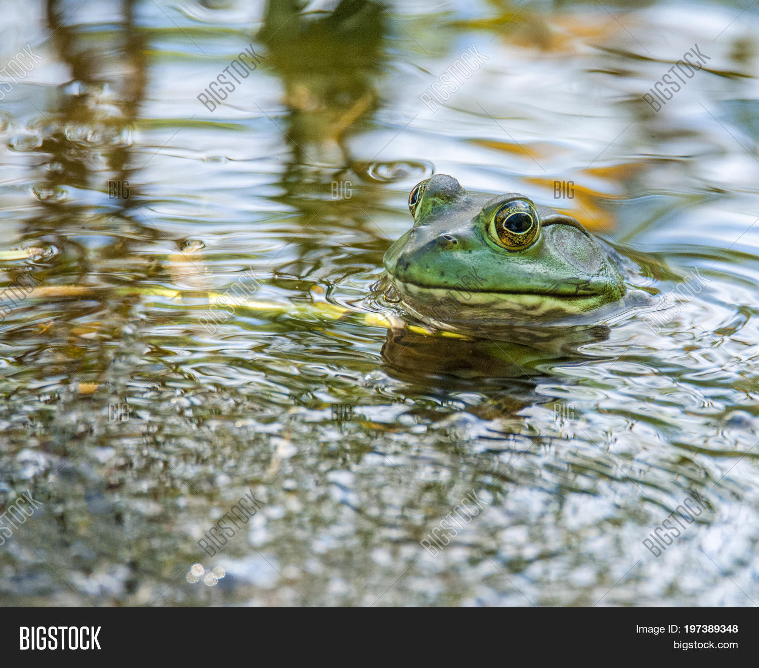 Large Green Bull Frog Image & Photo (Free Trial) | Bigstock