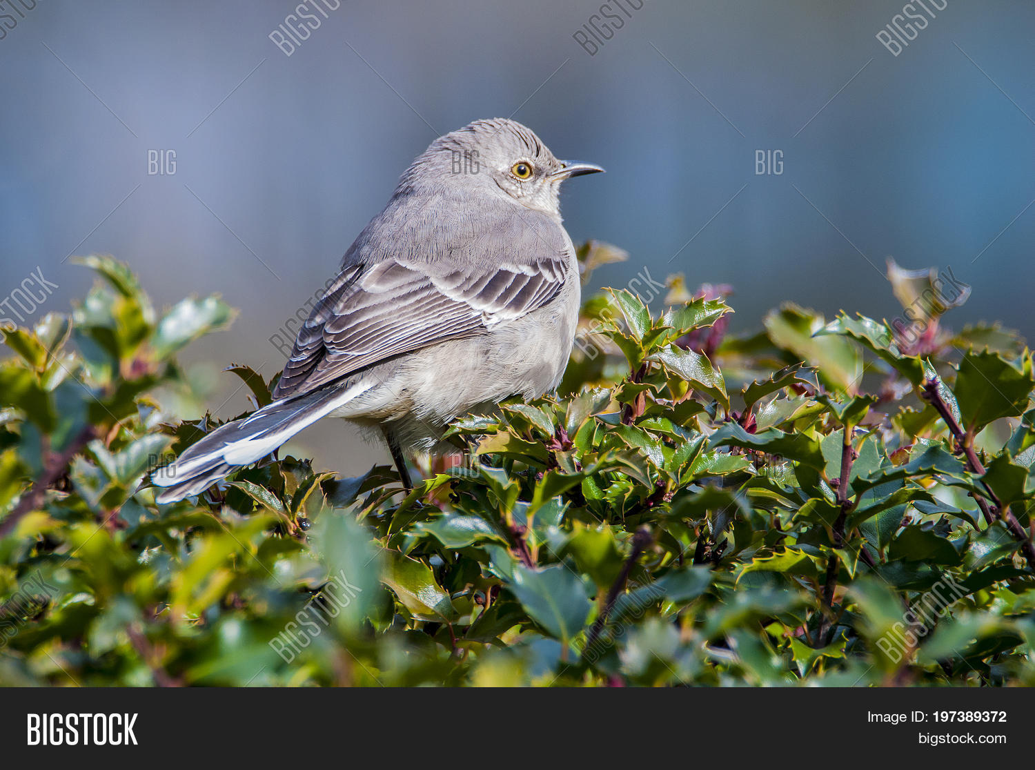 Mockingbird Perched Image & Photo (Free Trial) | Bigstock