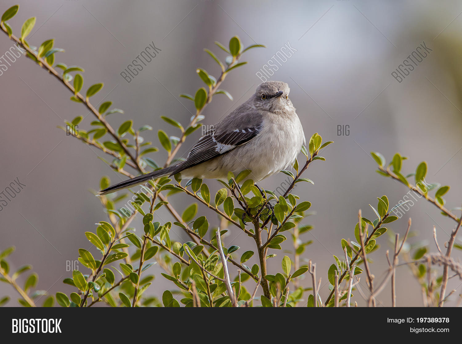 Mockingbird Perched Image & Photo (Free Trial) | Bigstock