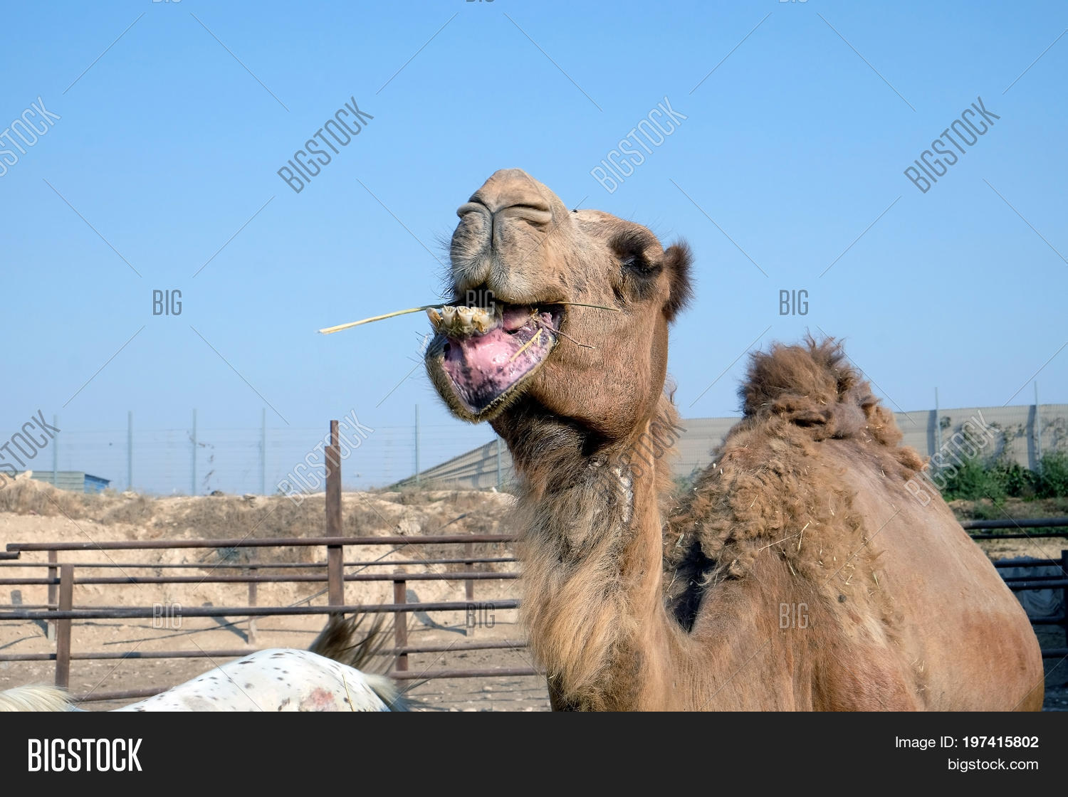 Camels Chew Hay On Image & Photo (Free Trial) | Bigstock