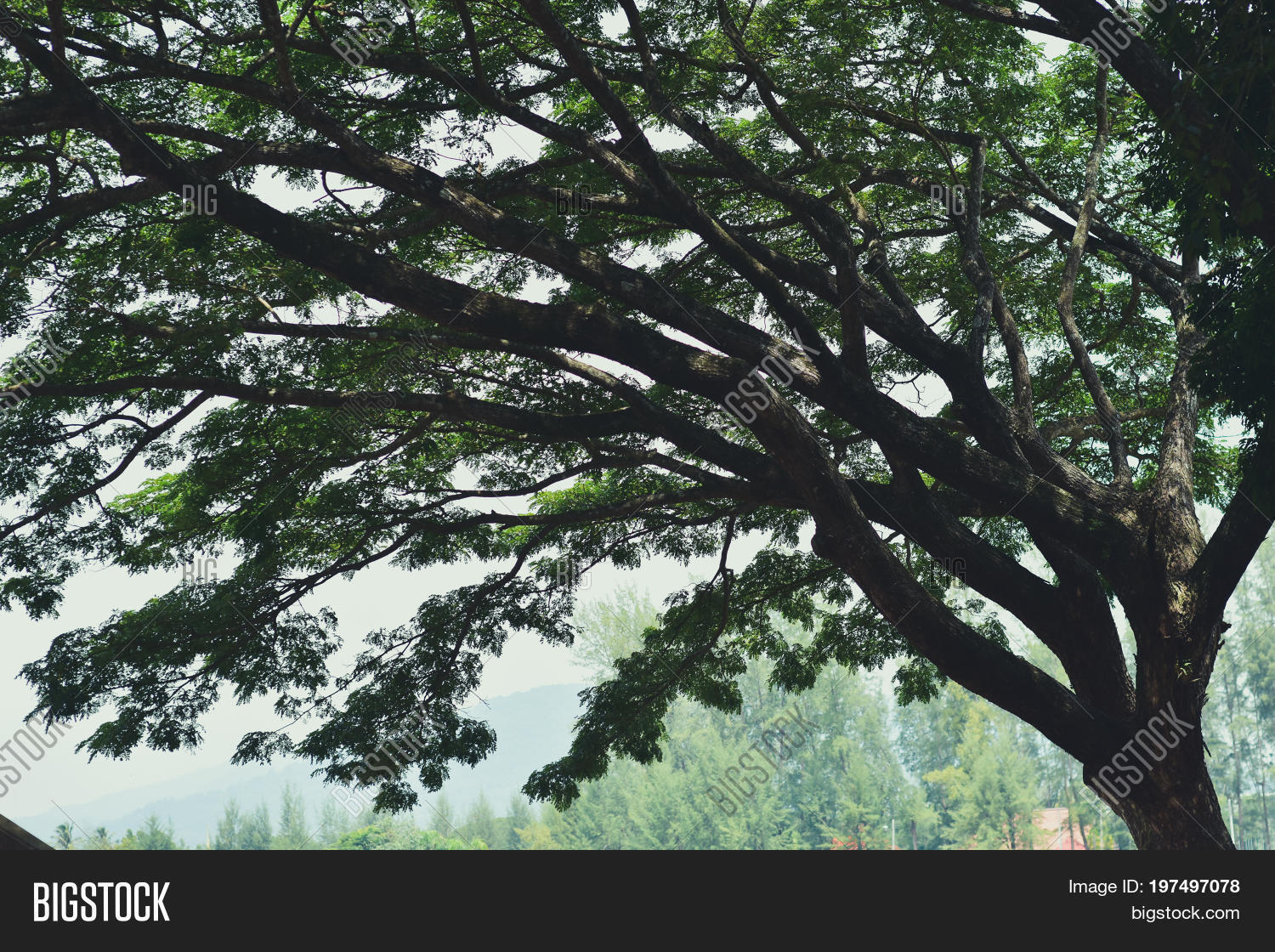 Albizia Lebbeck Tree, Image & Photo (Free Trial) | Bigstock