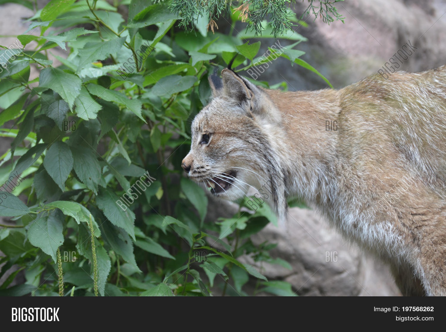 Canadian Lynx Outdoors Image & Photo (Free Trial) | Bigstock