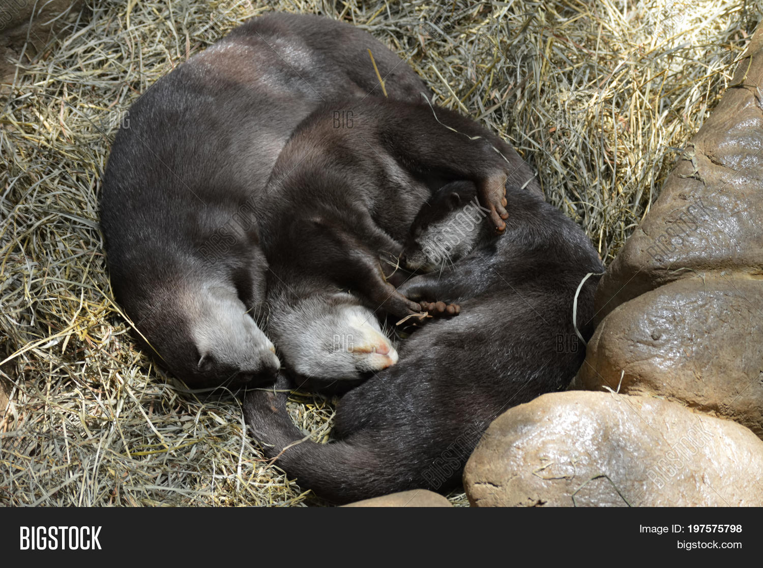 Three Small Clawed Image & Photo (Free Trial) | Bigstock