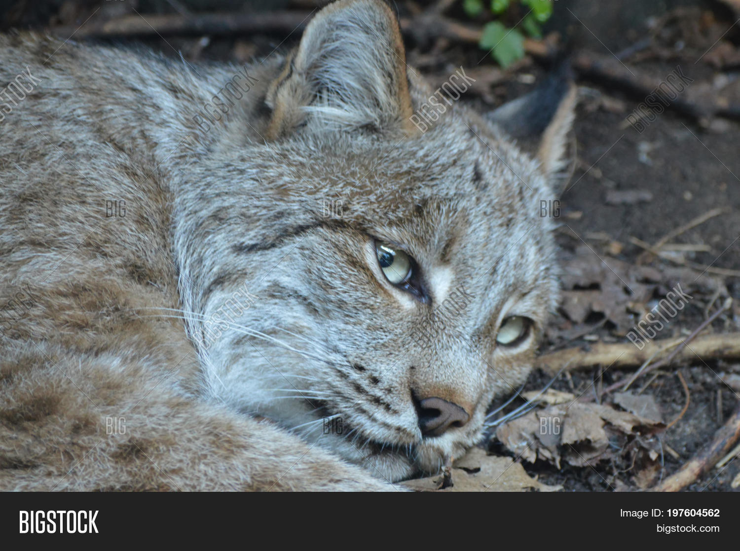 Canadian Lynx Laying Image & Photo (Free Trial) | Bigstock