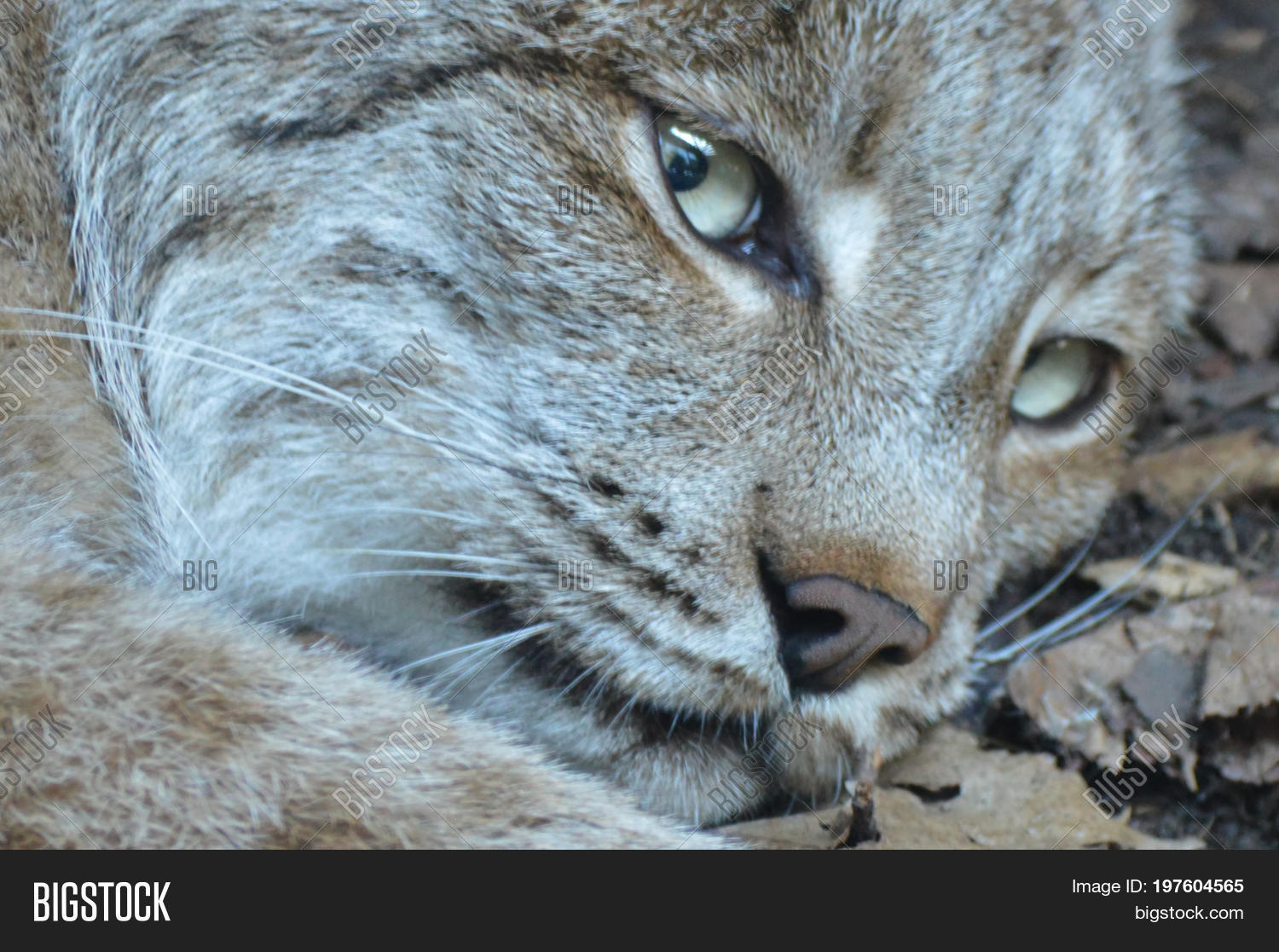Canadian Lynx Laying Image & Photo (Free Trial) | Bigstock