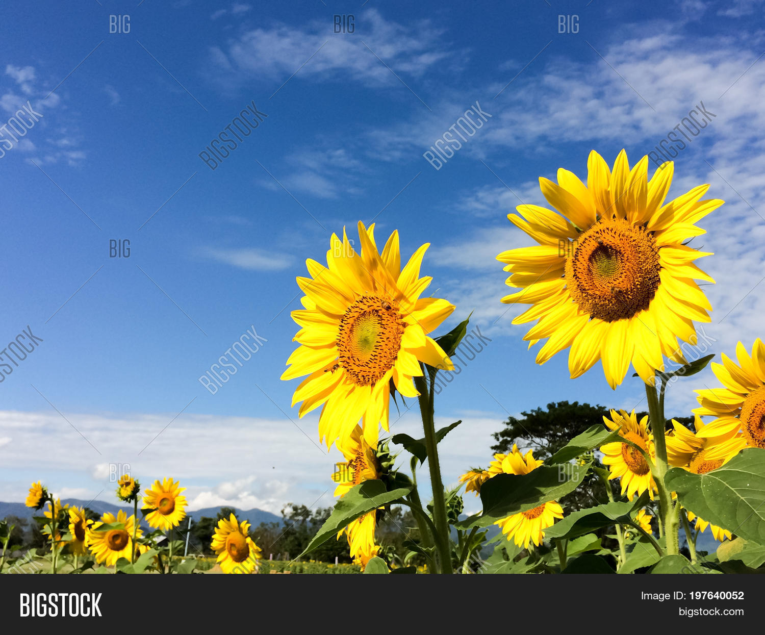 Sunflower Blue Sky Image & Photo (Free Trial) | Bigstock
