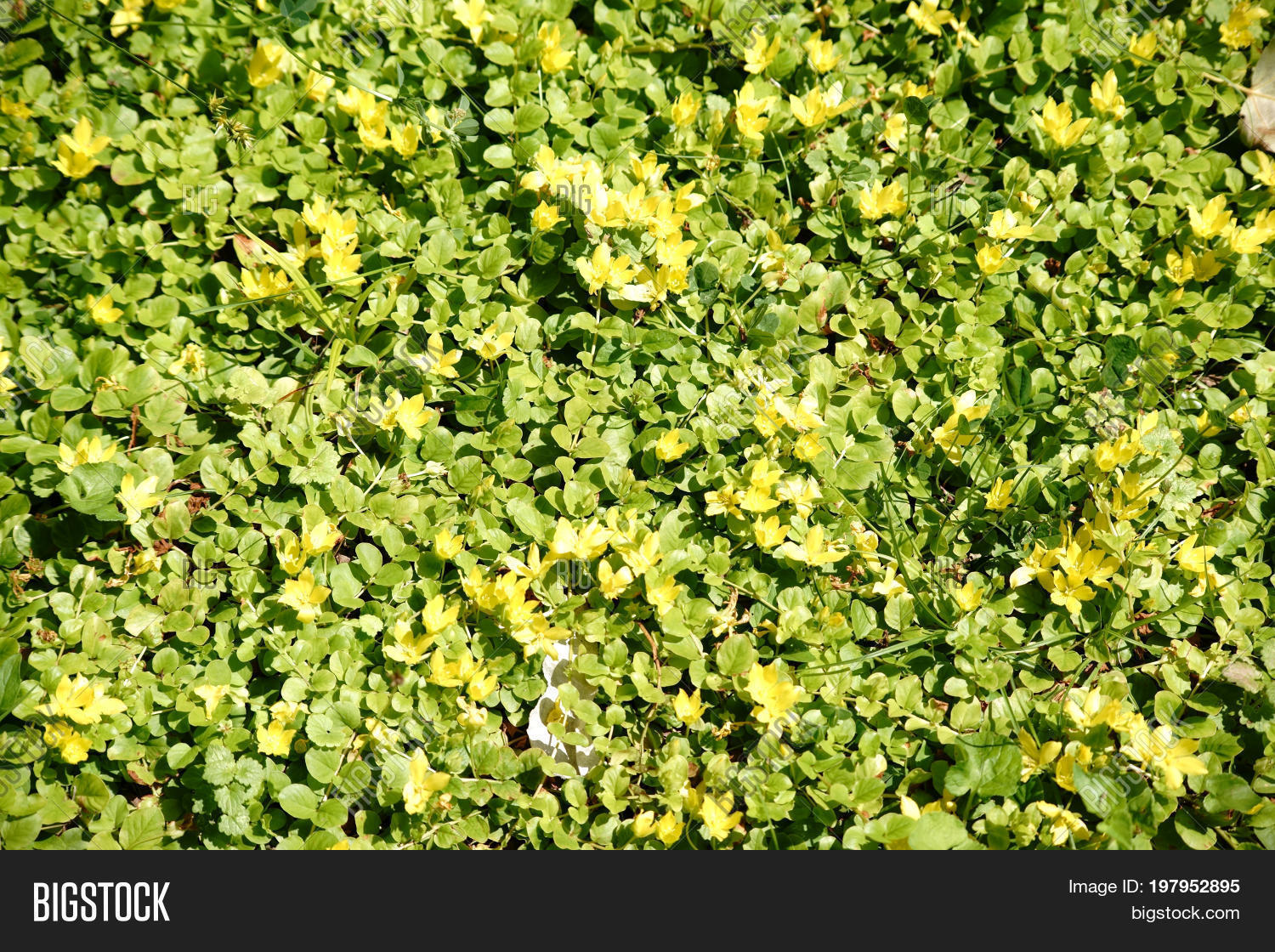 Top View Wild Meadow Image & Photo (Free Trial) | Bigstock