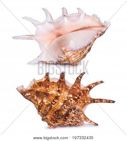 Big Beautiful Seashell Image & Photo (Free Trial) | Bigstock