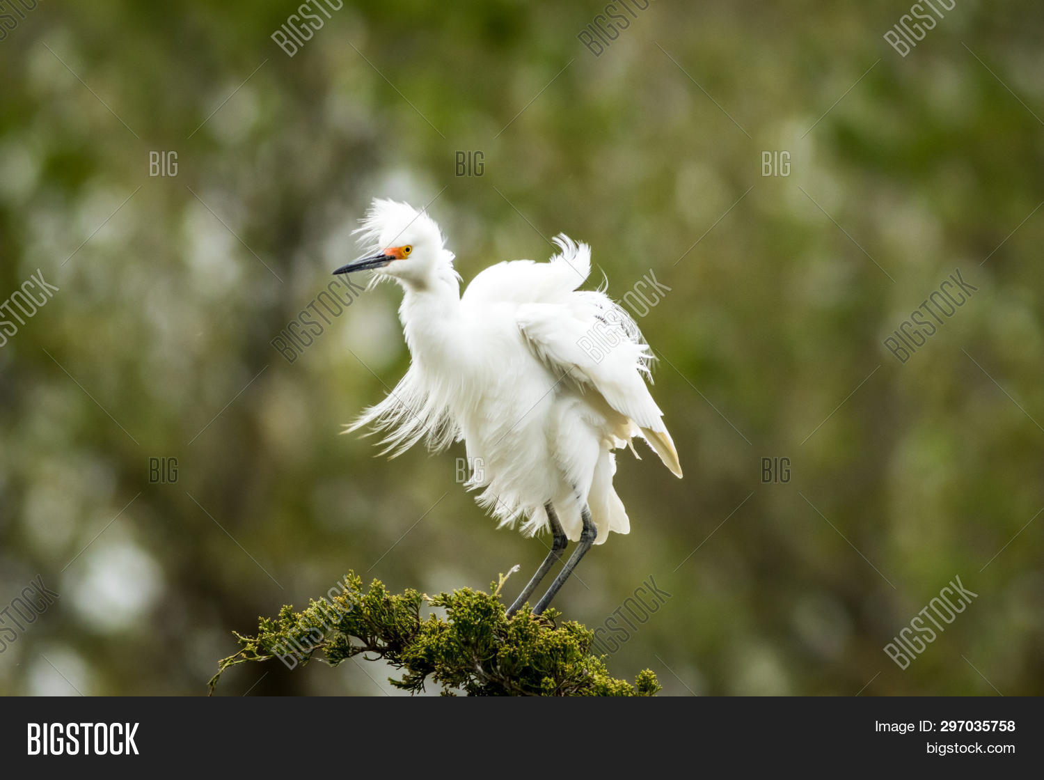 Snowy Egret, Egretta Image & Photo (Free Trial) | Bigstock