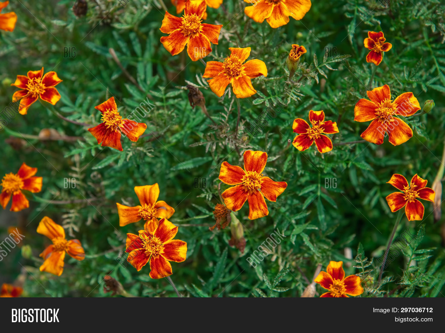 Signet Golden Marigold Image & Photo (Free Trial) | Bigstock