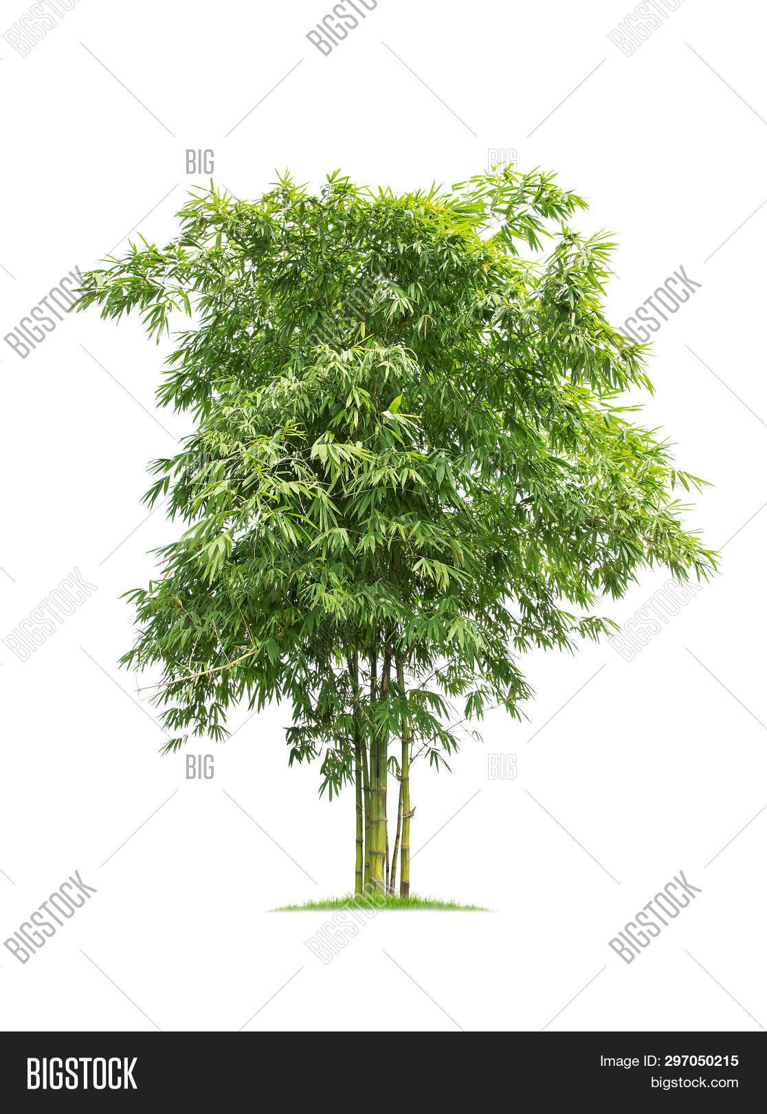 Isolated Big Bamboo Image & Photo (Free Trial) | Bigstock