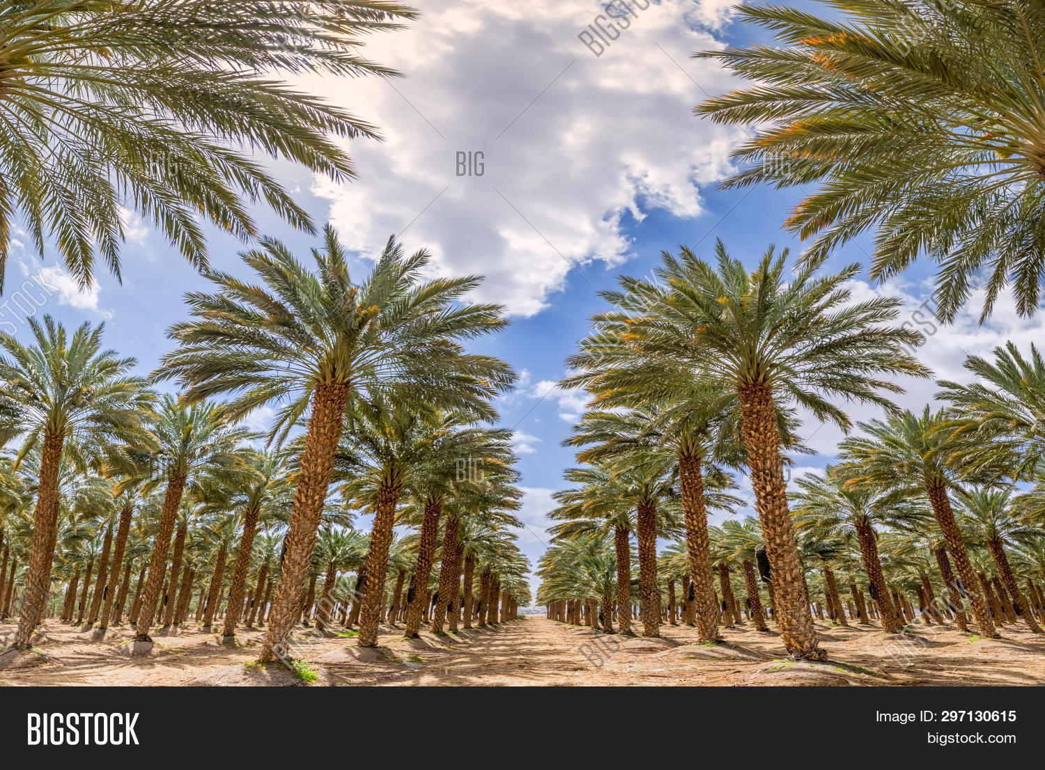 Plantation Date Palms Image & Photo (Free Trial) | Bigstock