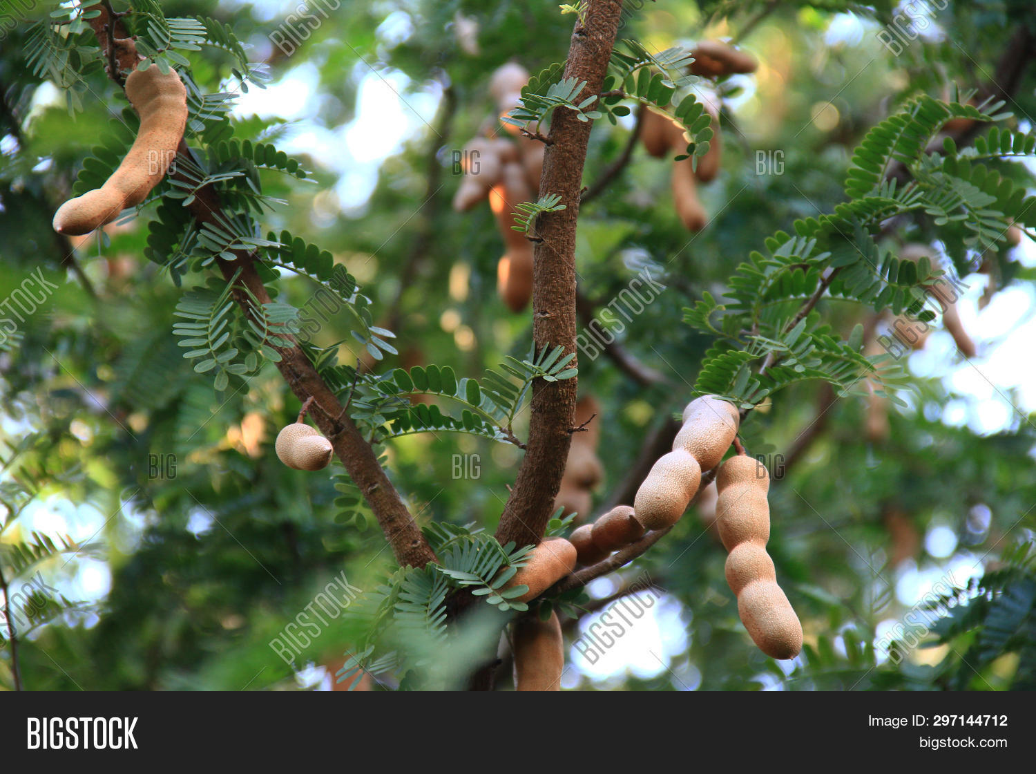 Sweet Tamarind Leaf On Image & Photo (Free Trial) | Bigstock