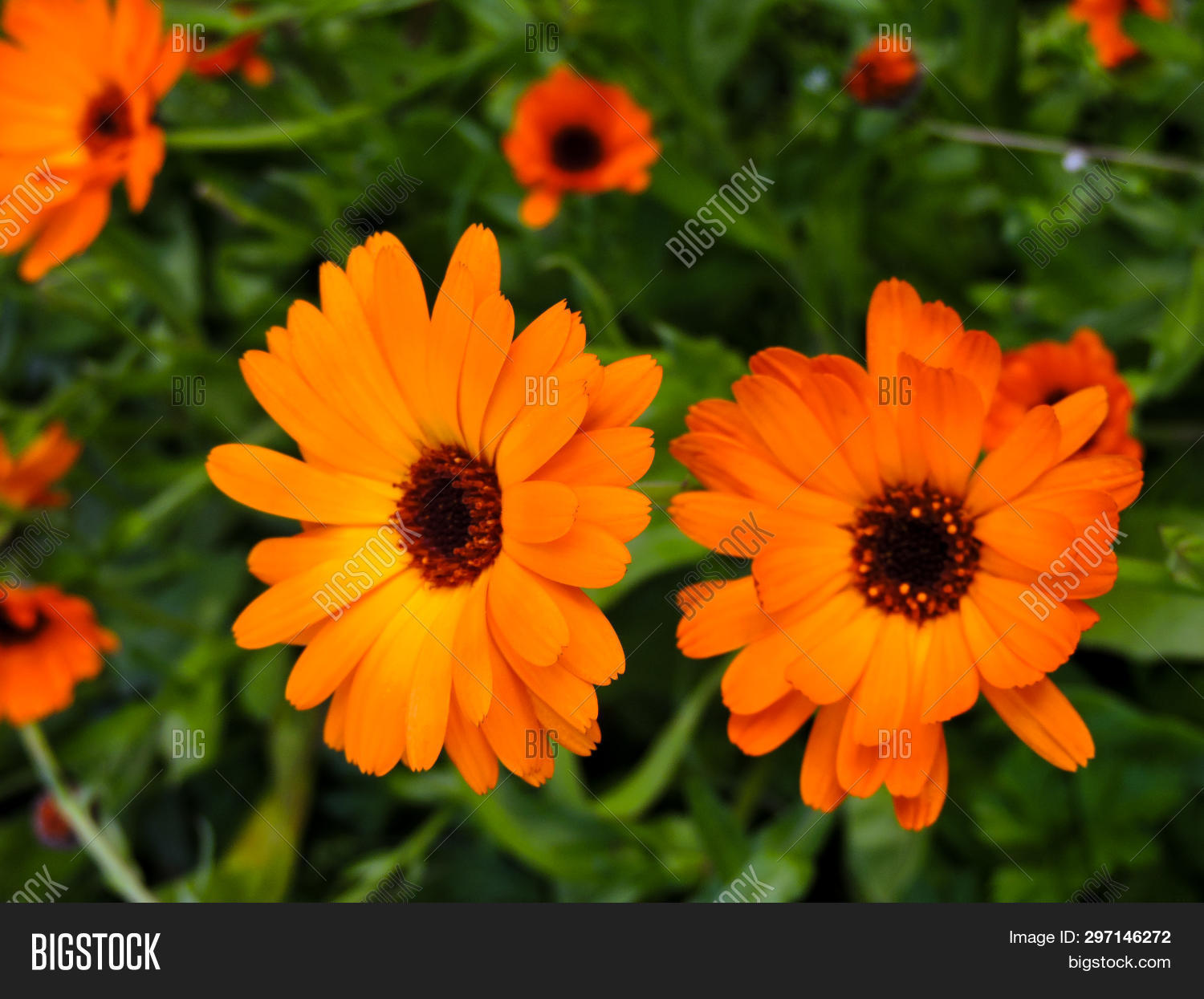 Orange Calendula Image & Photo (Free Trial) | Bigstock
